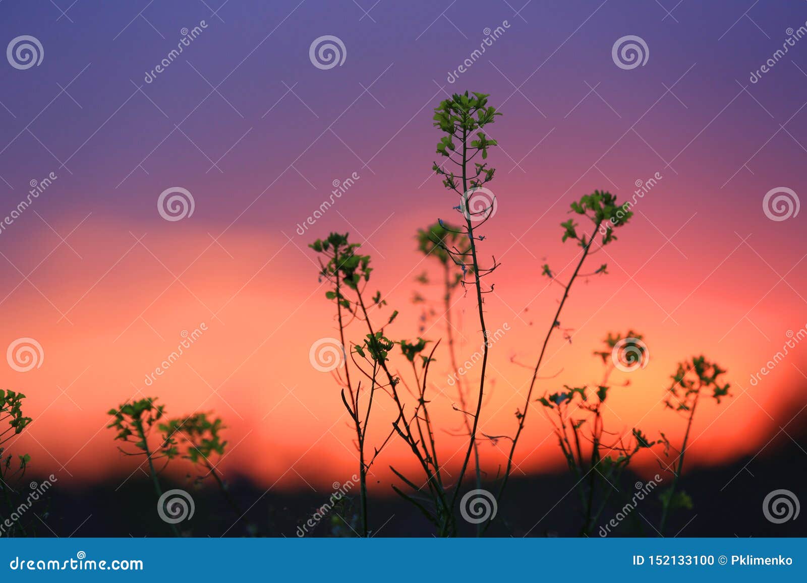 Wild Flowers on Sunset Sky Background Stock Photo - Image of plant ...