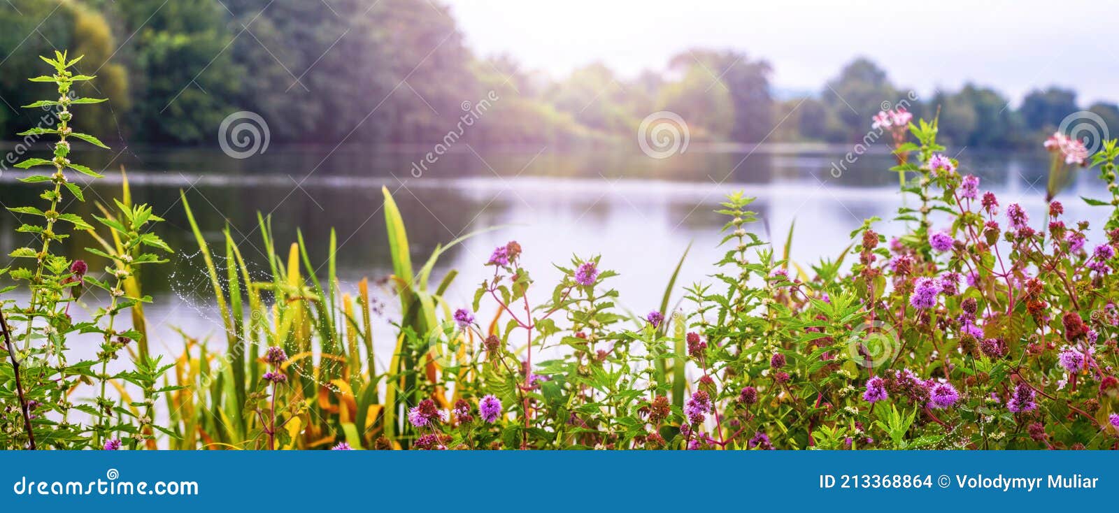 Wild Flowers, Vegetation Near the River, Reflection of Trees in the ...