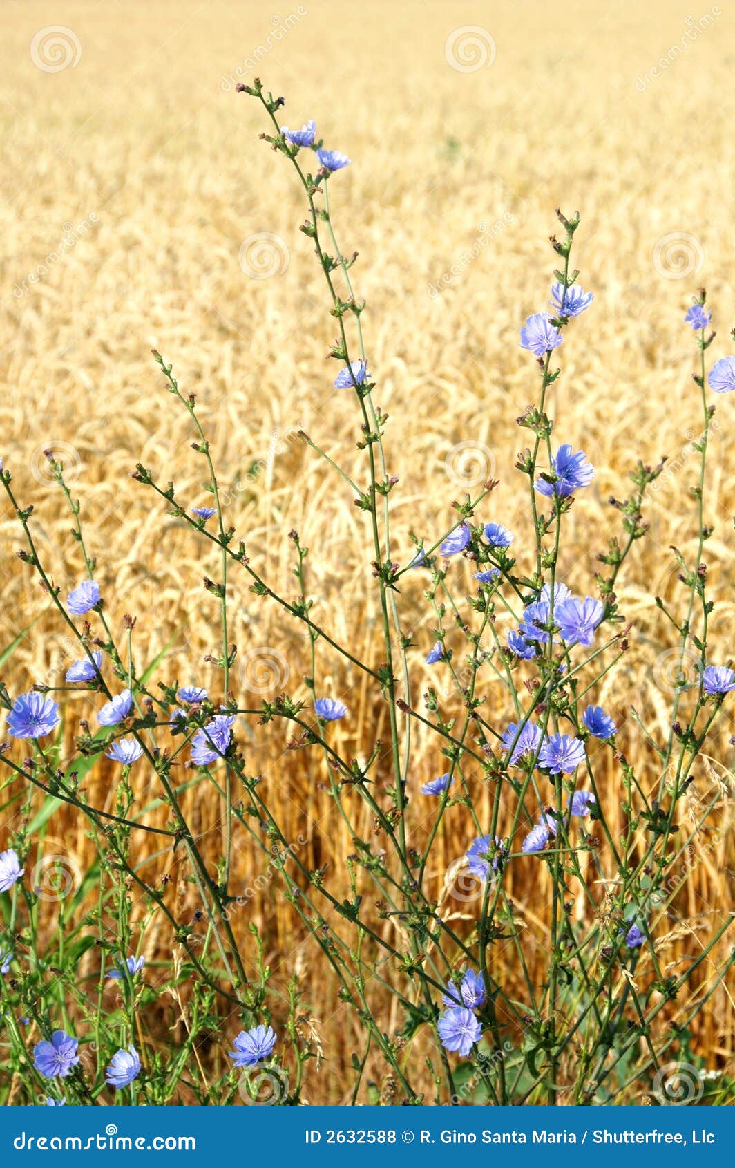 Wild Flowers and Wheat stock photo. Image of natural, grain - 2632588