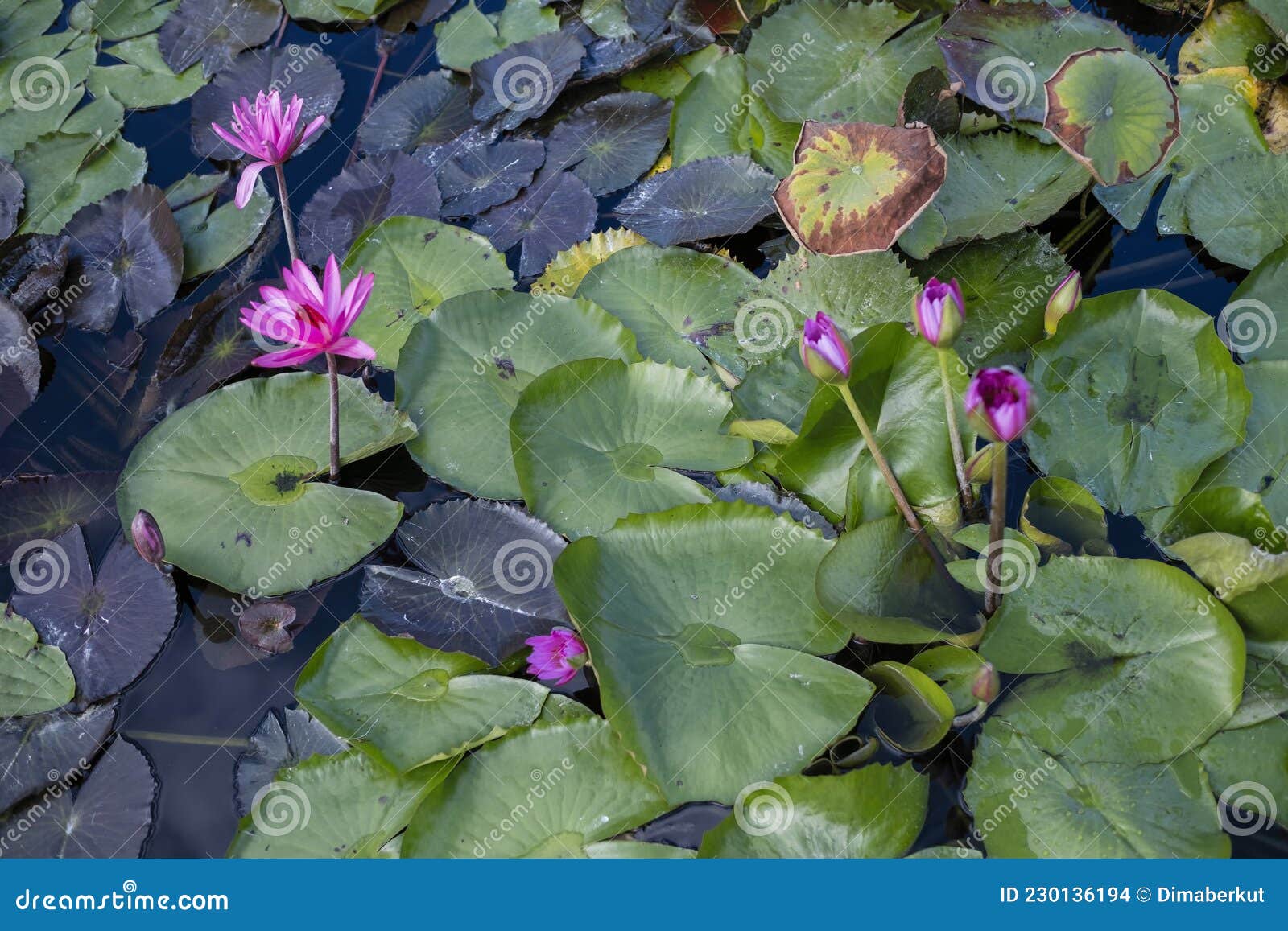 Wild Flowers of a White Water Lily in a Water of Pond. Stock Photo ...