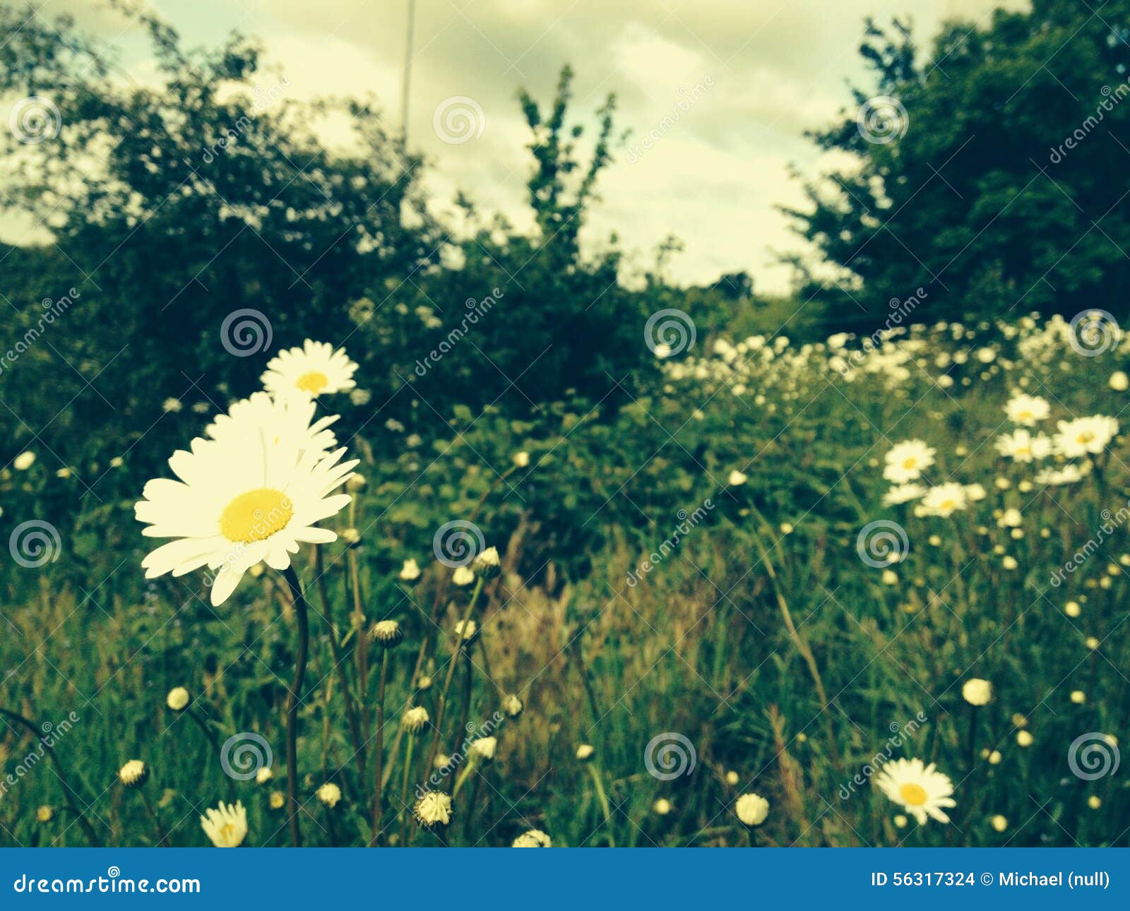 Wild Flowes stock photo. Image of field, flowers, wild - 56317324