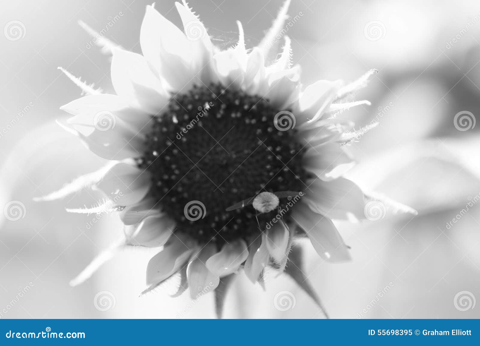 Wild Fly in Black and White Stock Image - Image of damselfly ...