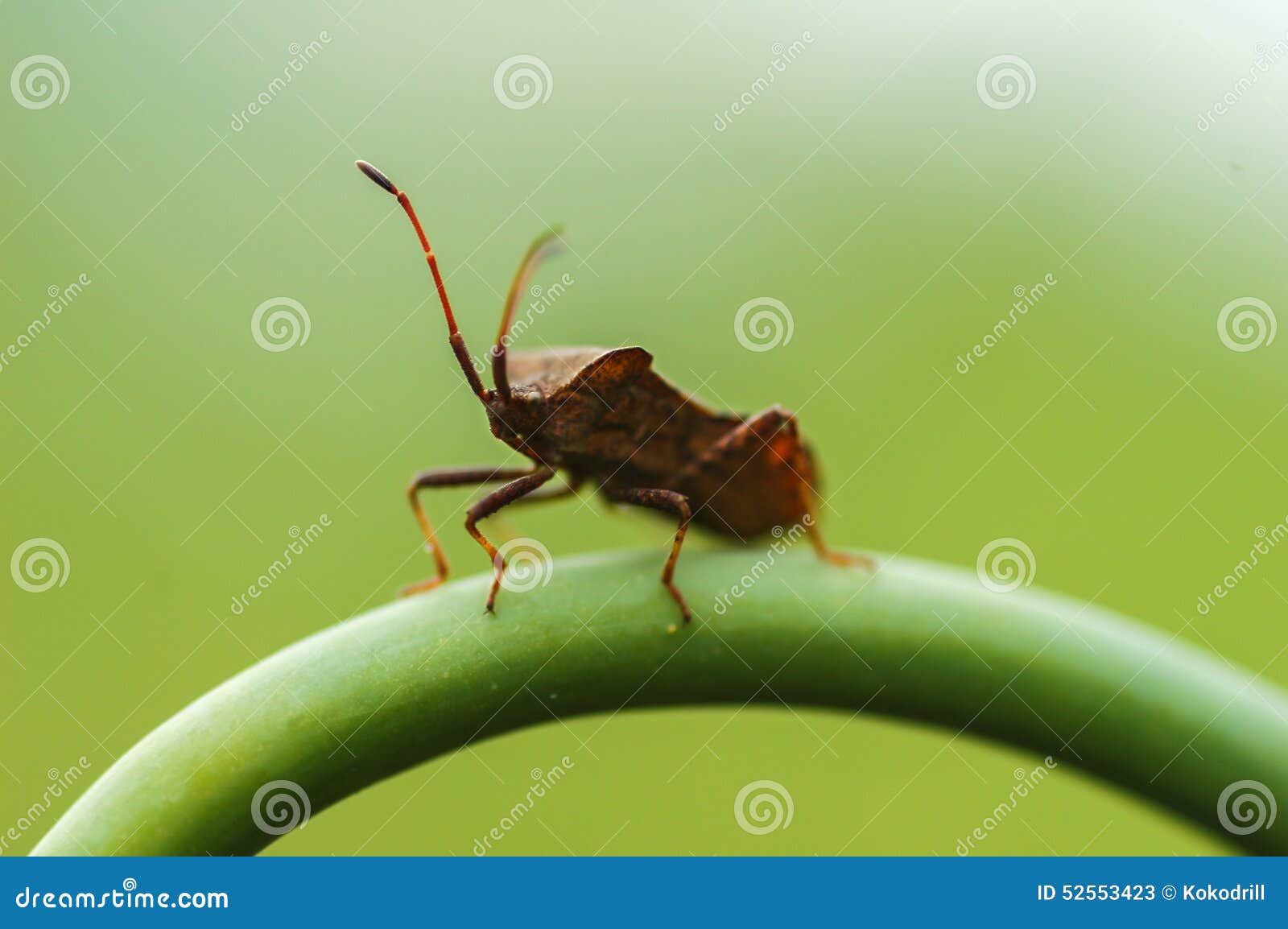 Wild Fly Hemiptera Nezara Viridula Heteroptera Stock Image - Image of ...