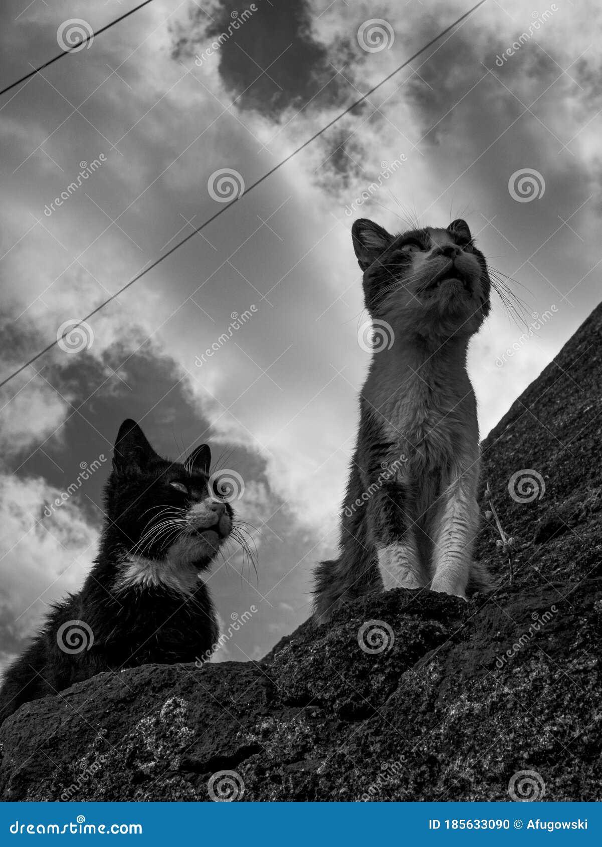Wild, Focused Cats before Attack. Stock Photo - Image of exploration ...