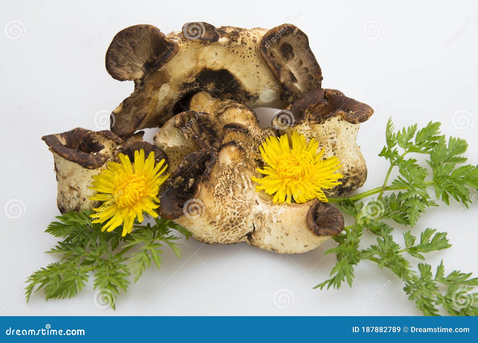Wild Foraged Mushroom Selection Isolated on White Background Stock ...
