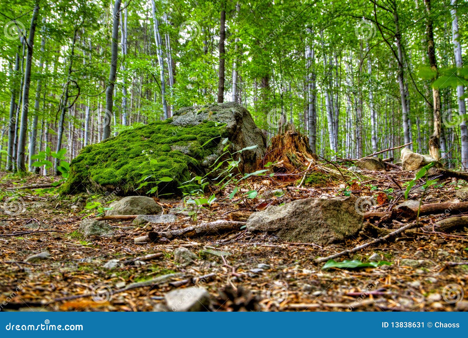 Wild forest stock image. Image of deep, wild, wide, green - 13838631