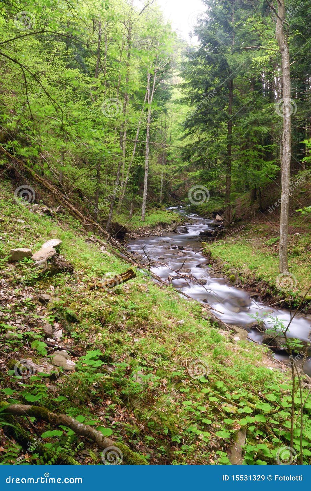 Wild forest stock image. Image of summer, soft, white - 15531329