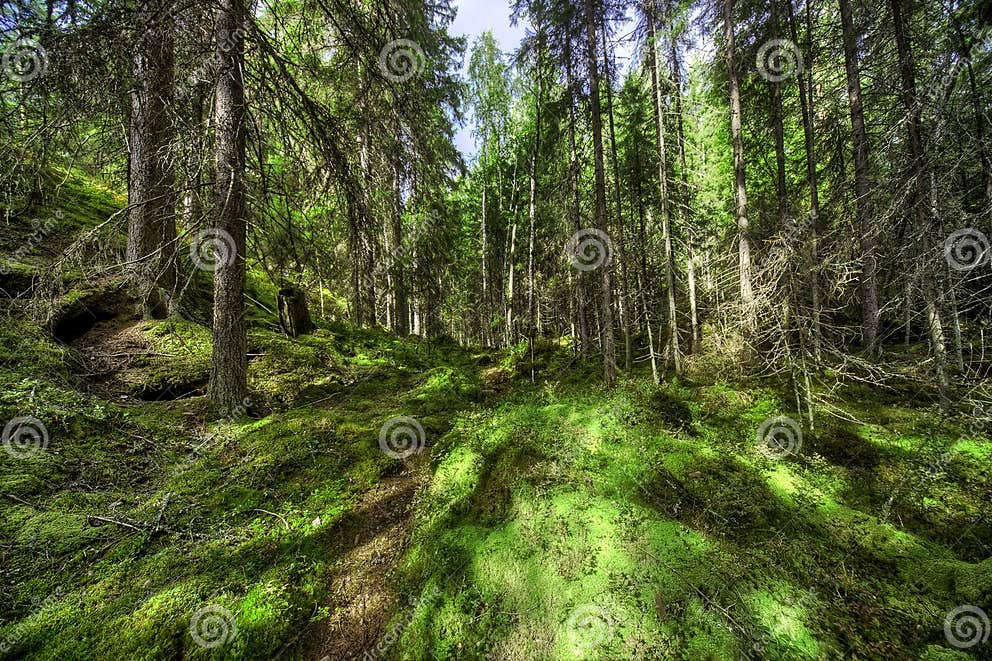 Wild forest stock image. Image of mystery, forest, plant - 19798581