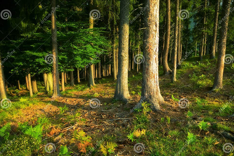 Wild forest stock photo. Image of nature, unexplored, grass - 6894140