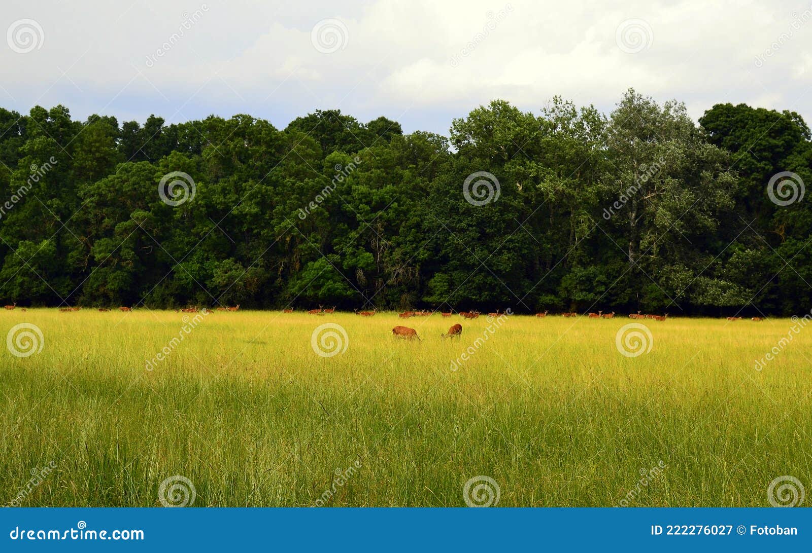 Wild animals in a meadow stock image. Image of animals - 222276027