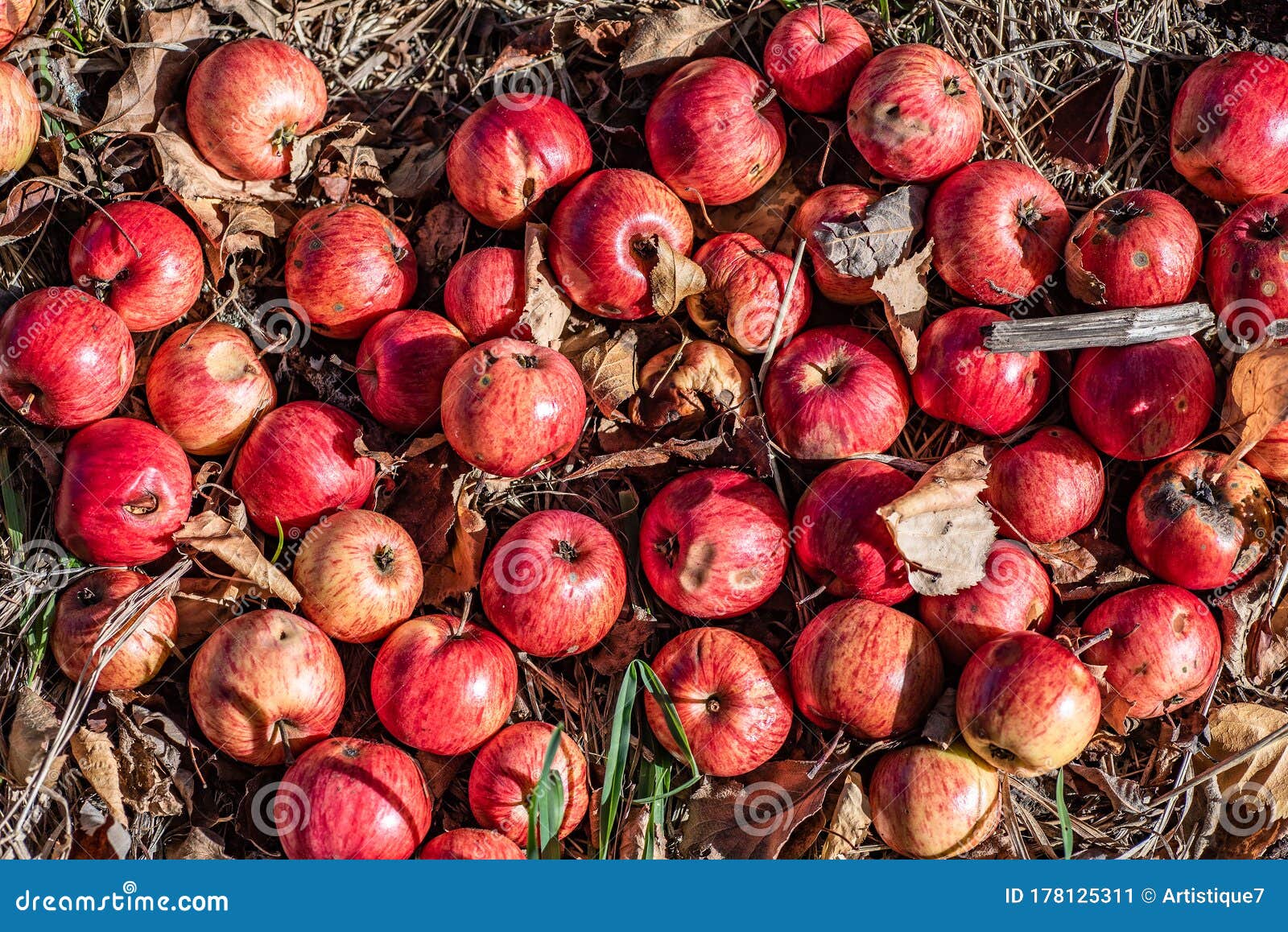 Wild Forest Apples stock image. Image of harvest, forest - 178125311