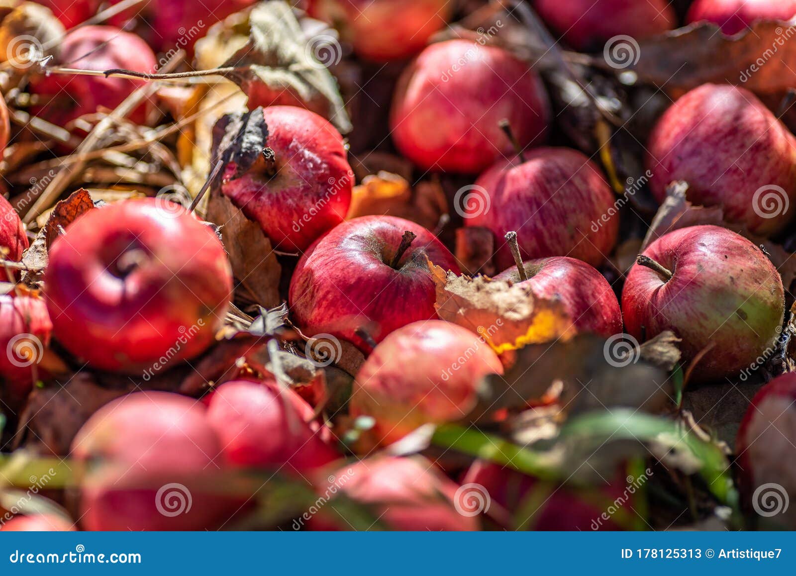 Wild Forest Apples stock image. Image of grow, closeup - 178125313