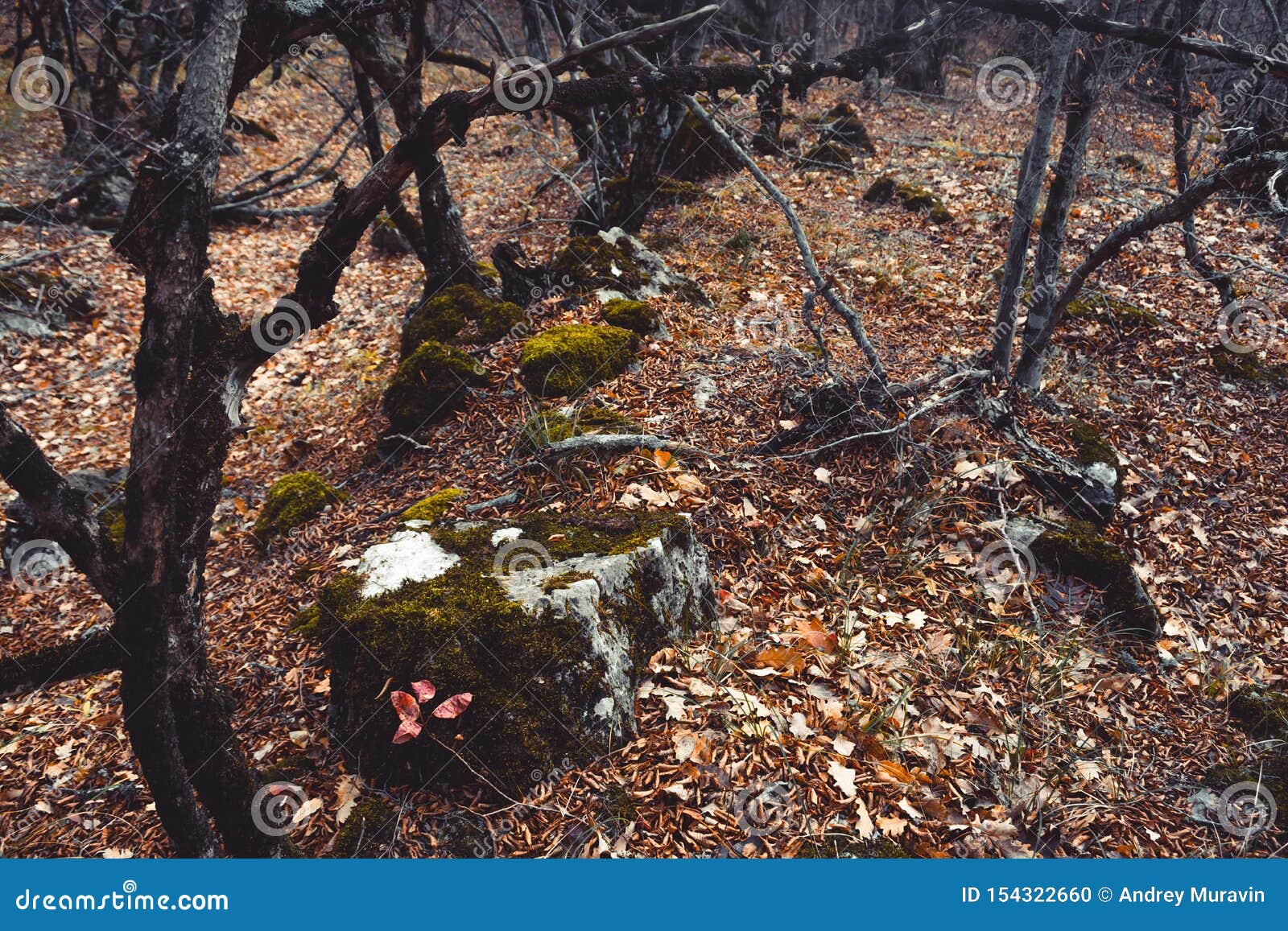 Wild forest stock photo. Image of season, view, nature - 154322660