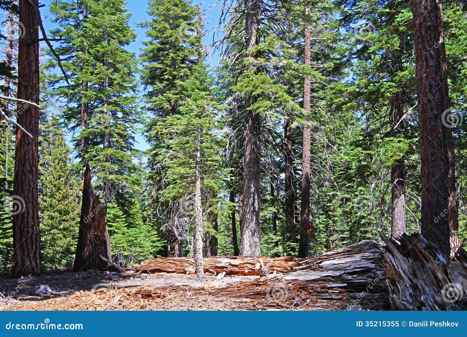 Wild forest stock image. Image of wilderness, large, forest - 35215355