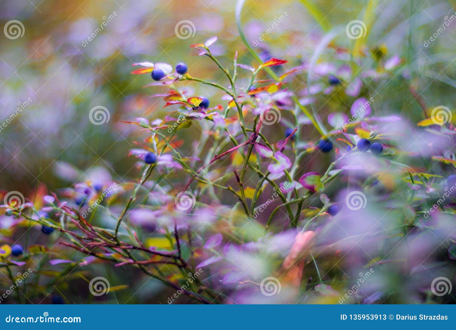 Wild forest berries stock image. Image of ecologic, organic - 135953913