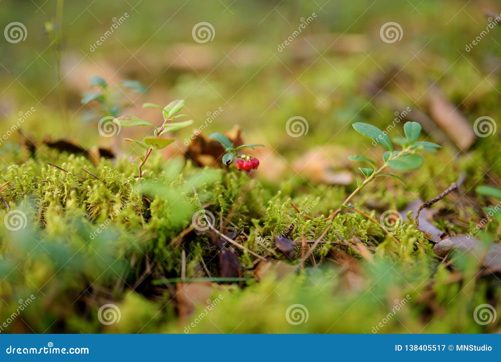 Wild Forest Berries on a Green Bush Stock Image - Image of bilberry ...