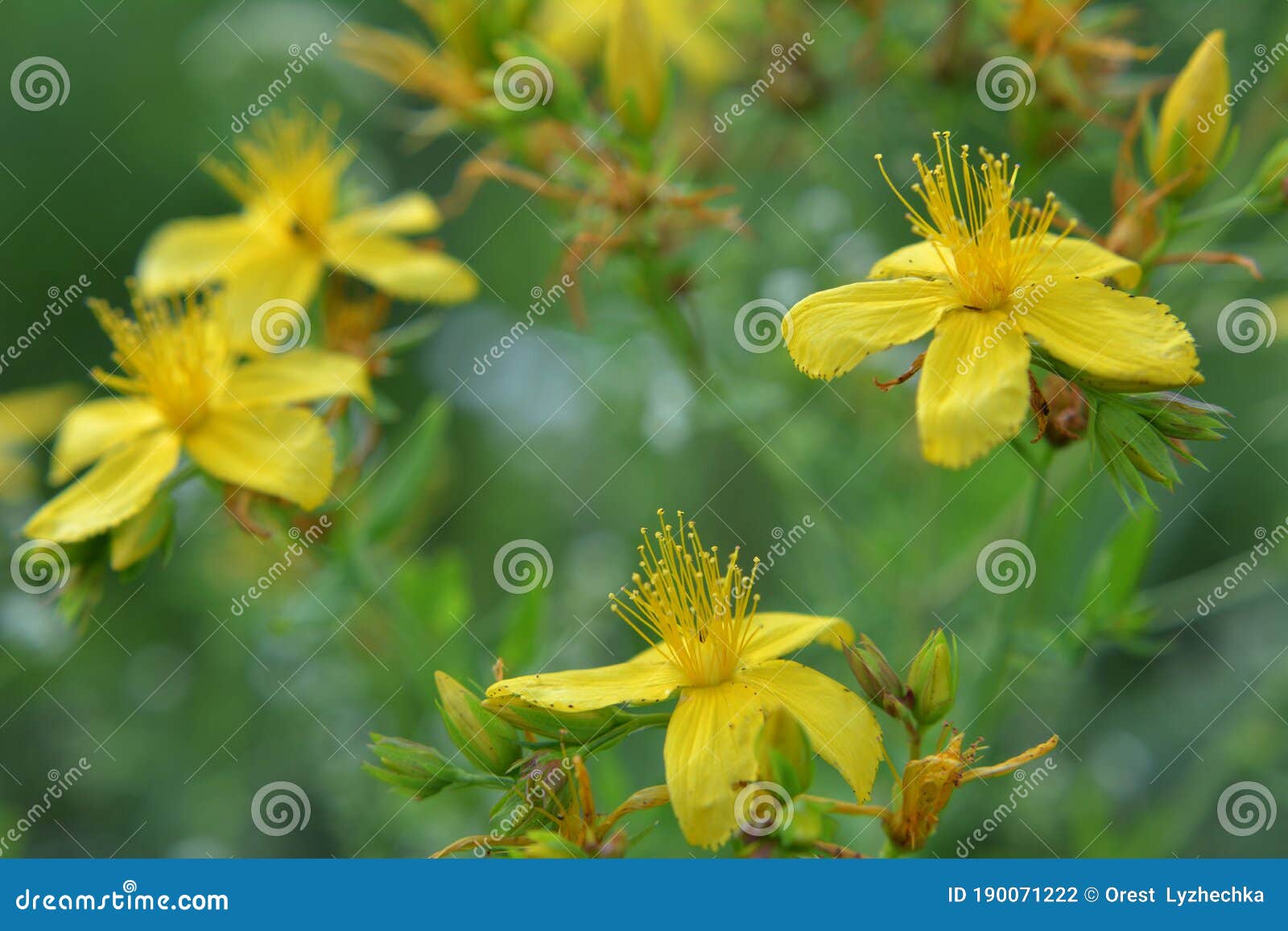 In the Wild Bloom Hypericum Perforatum Stock Photo - Image of bright ...