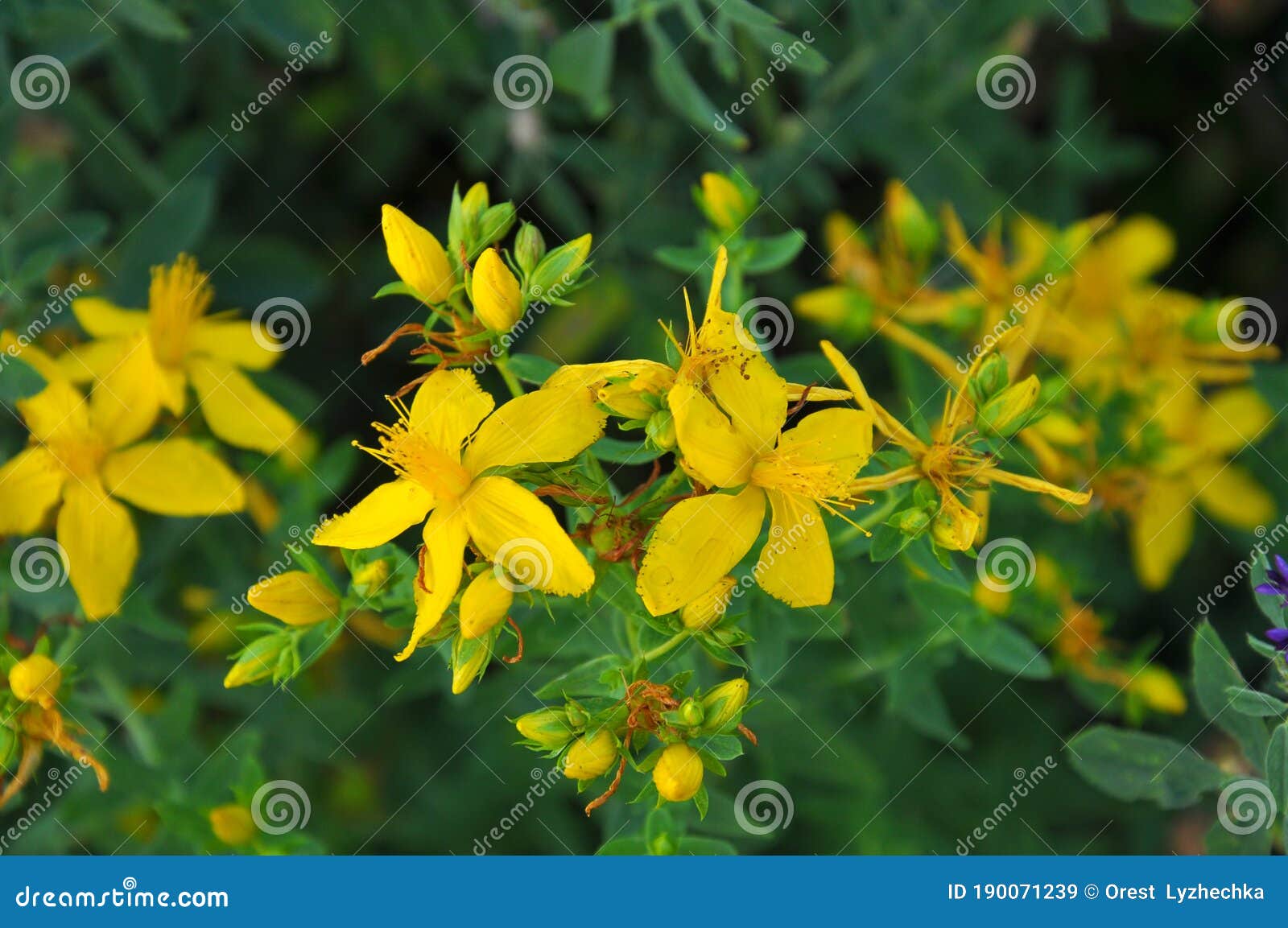 In the Wild Bloom Hypericum Perforatum Stock Image - Image of forest ...