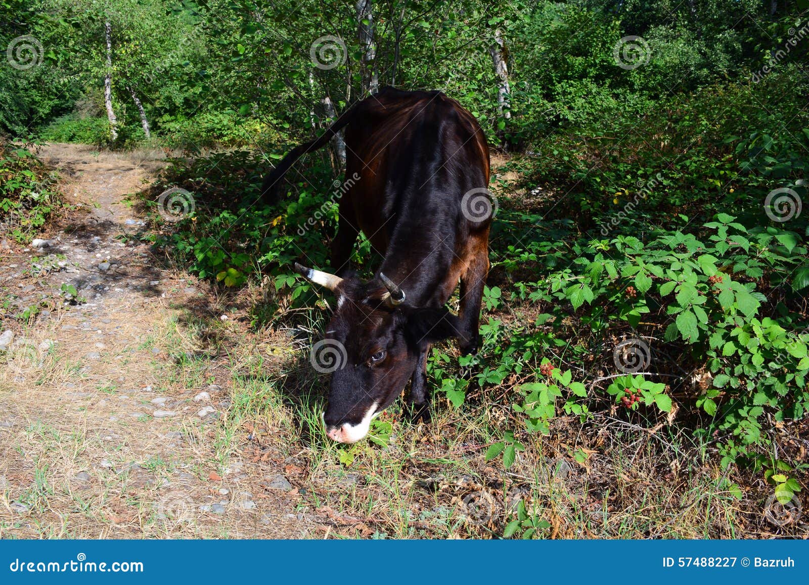 Wild forest cow stock image. Image of farmland, dandelions - 57488227