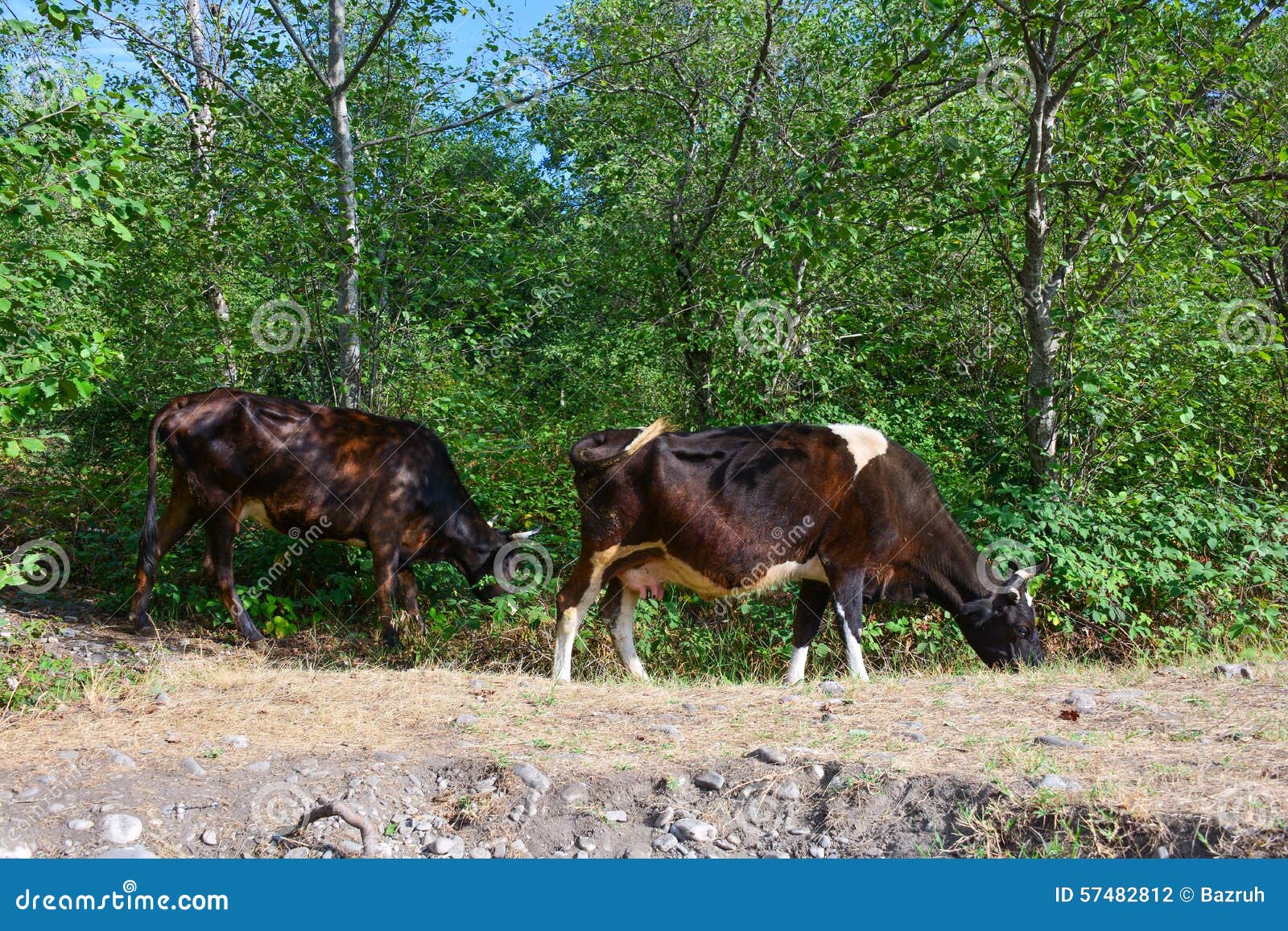 Wild forest cows stock photo. Image of bovine, fresh - 57482812
