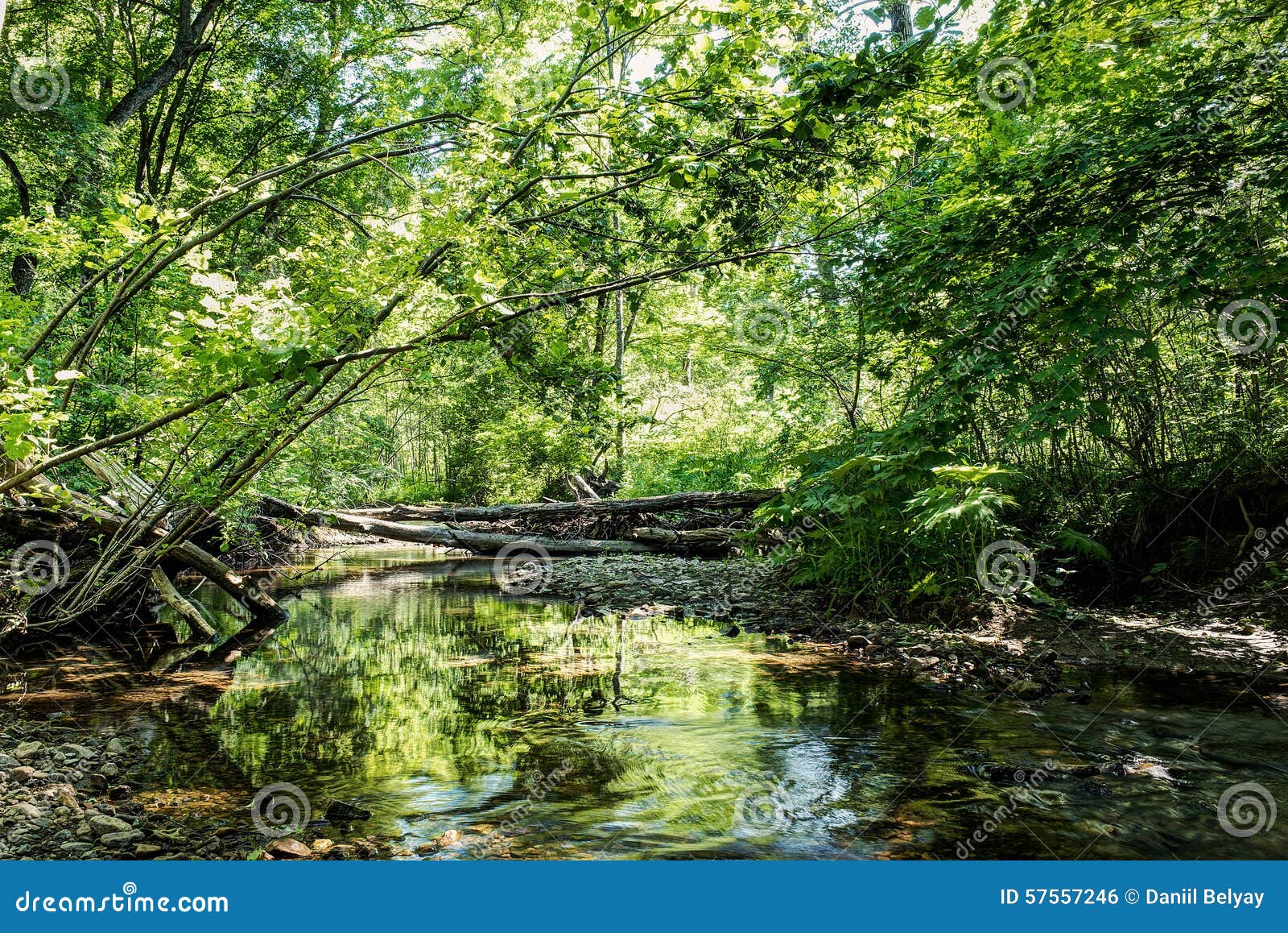 8,272 Dynamic Forest Photos - Free & Royalty-Free Stock Photos from ...