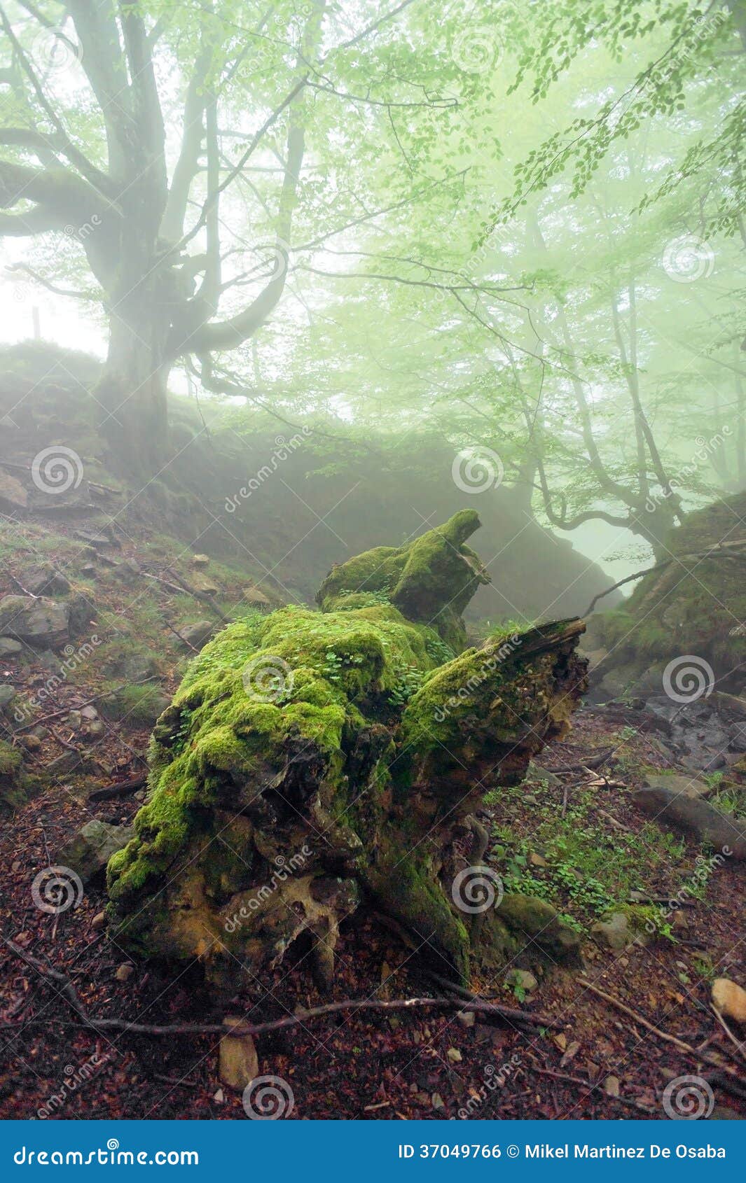 Wild Forest with a Dead Trunk Stock Photo - Image of landscape, morning ...
