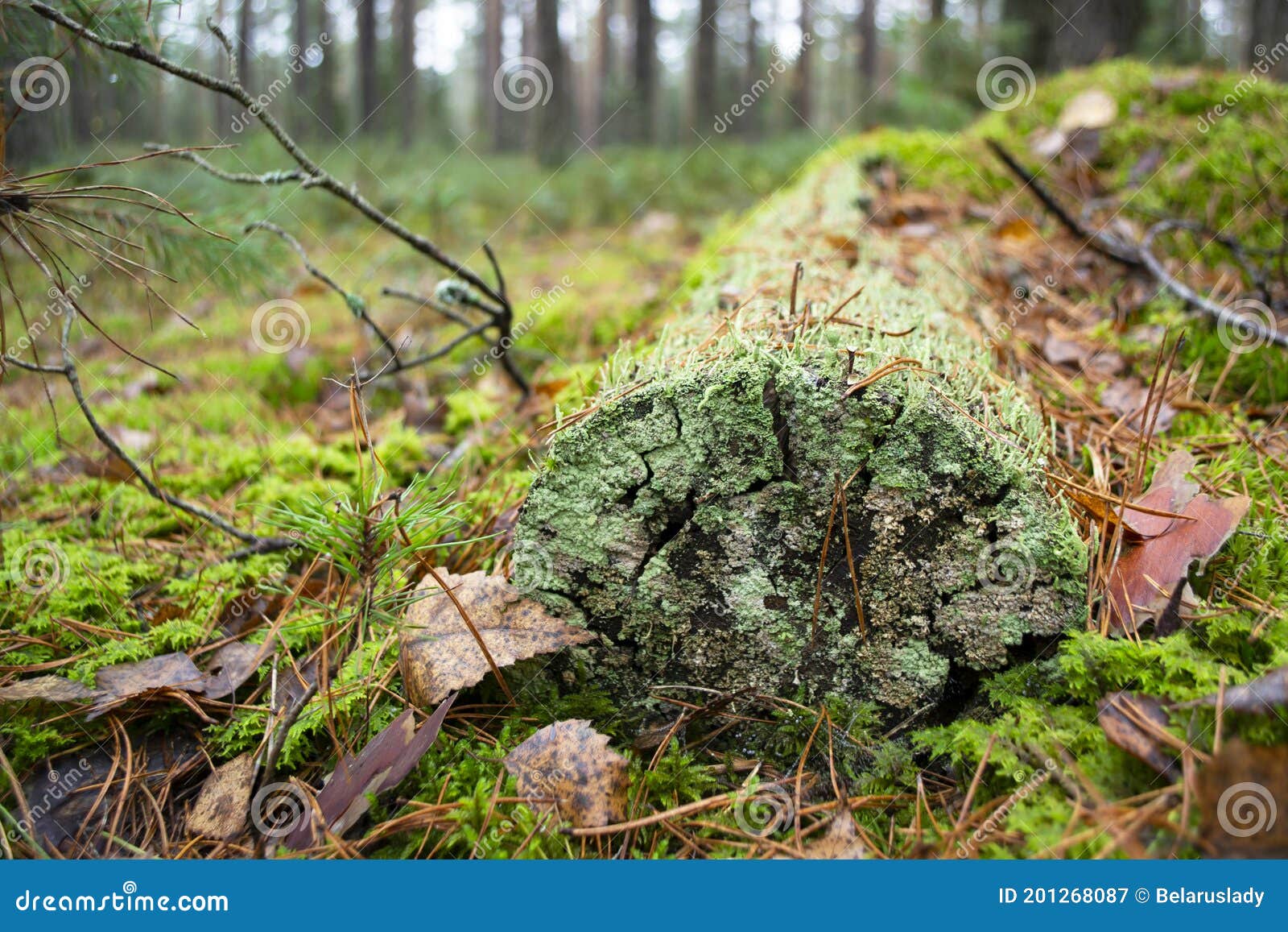 Wild Forest Fallen Tree in the Forest. the Log is Covered with Blue ...