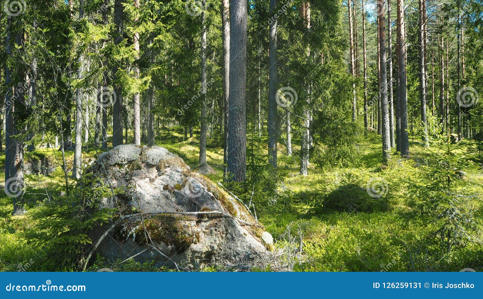 Wild forest in finland stock image. Image of foliage - 126259131