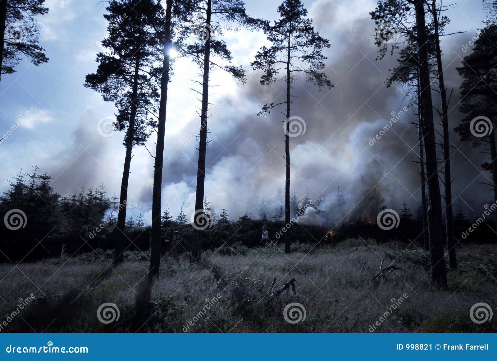 Wild Forest Fire stock image. Image of wood, spreading - 998821