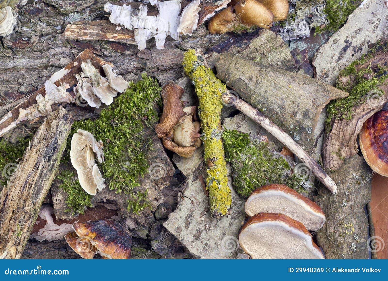 Wild Forest Floor Background Stock Image - Image of stub, decay: 29948269