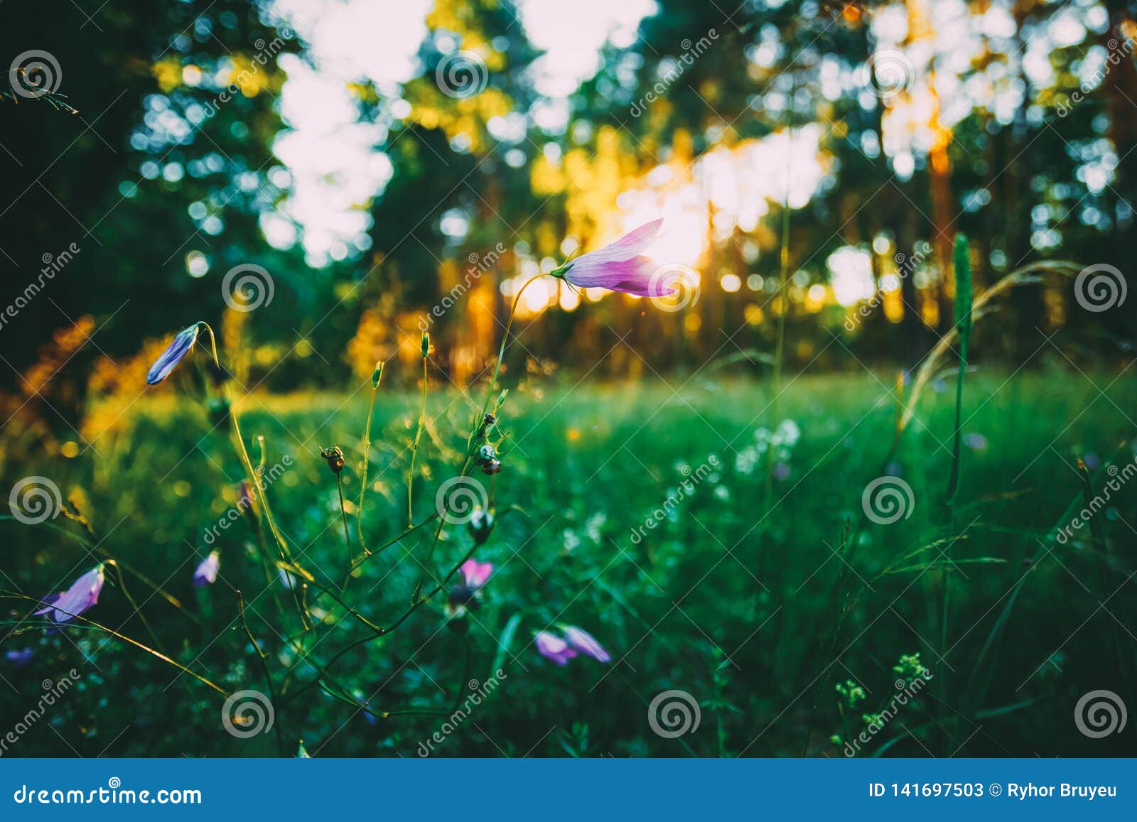 Wild Forest Flower, Sunlight in Forest, Russian Nature Stock Image ...