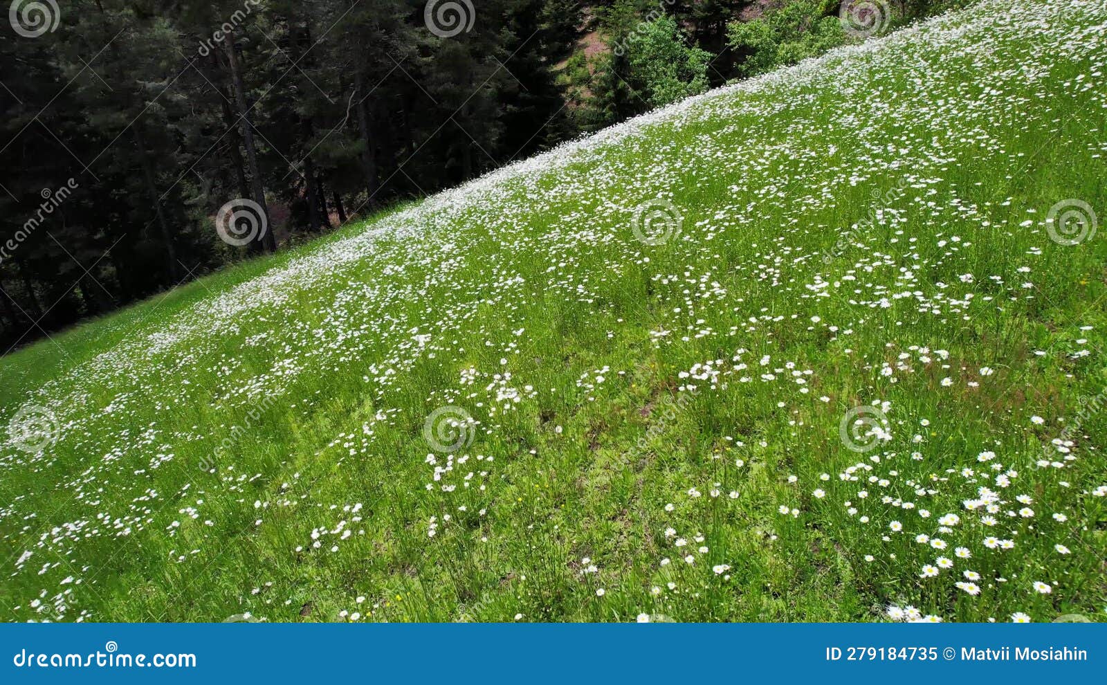 Field of Chamomile in the Mountains. Wild Forest Flowers Background ...