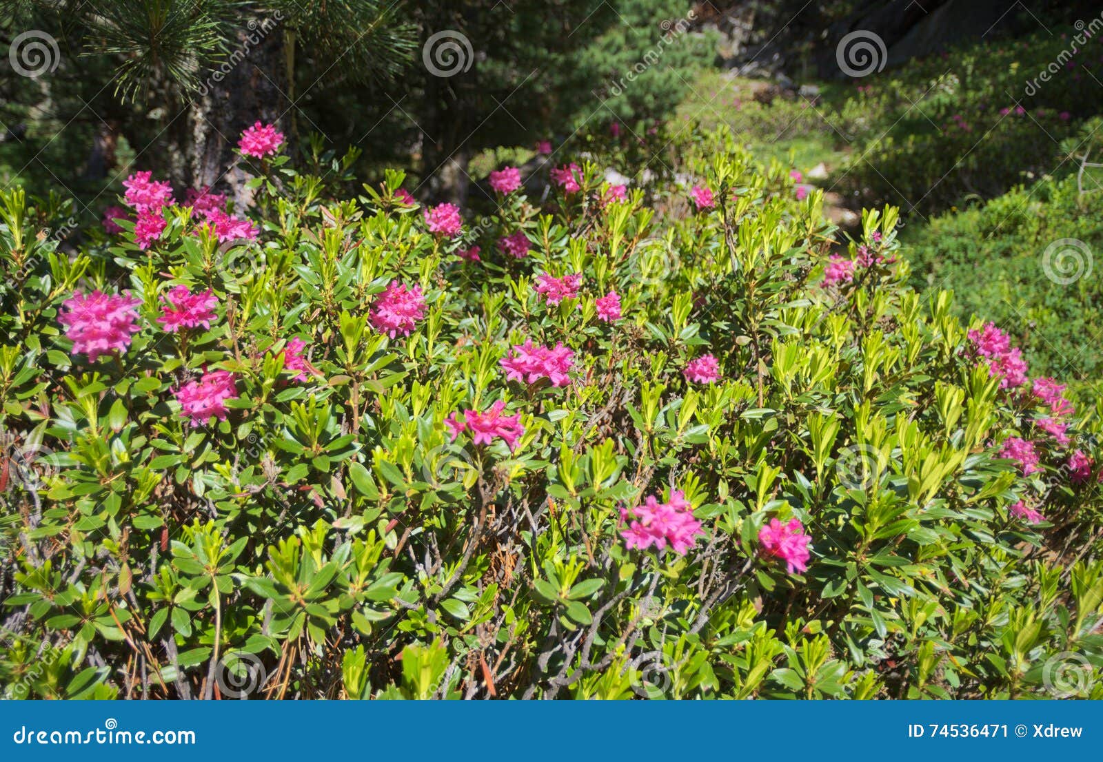 Wild forest flowers stock image. Image of summer, flora - 74536471