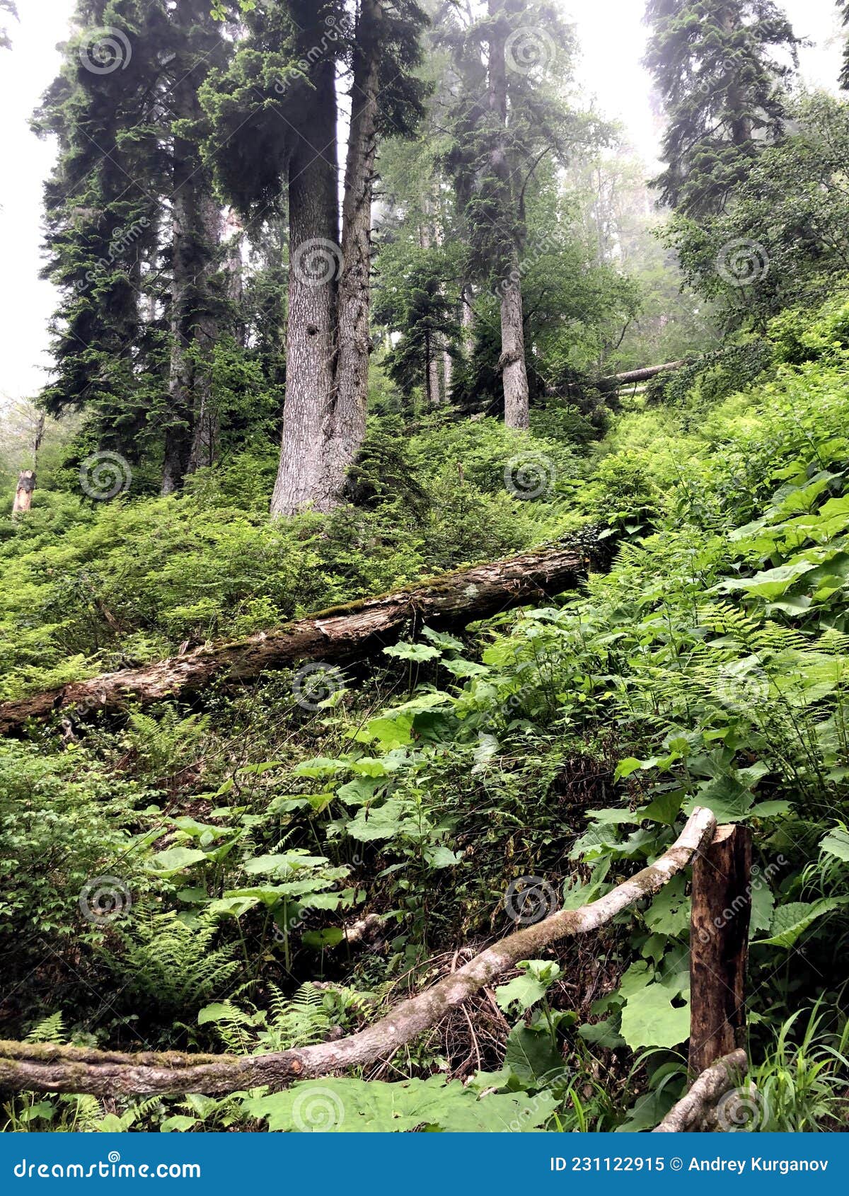 Foothill forest stock image. Image of foliage, fern - 231122915