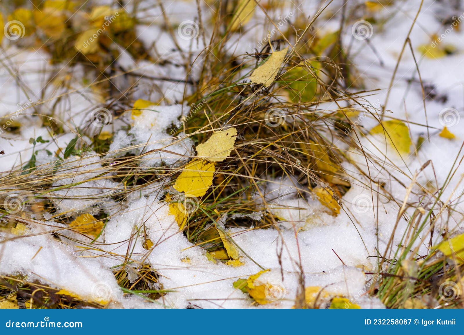 Wild Forest Grass is Covered with First Autumn Snow and Birch Foliage ...
