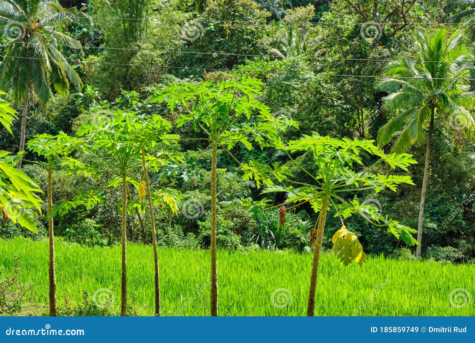 Wild Forest on the Island of Panay Philippines Stock Image - Image of ...