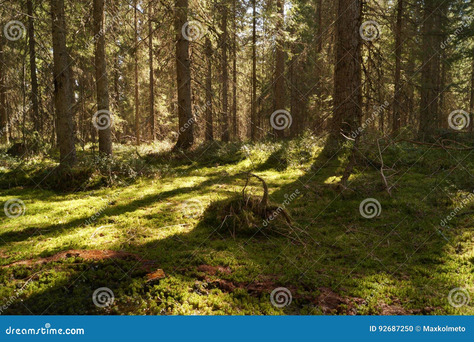 Wild Forest Landscape Background Stock Photo - Image of moss, summer ...