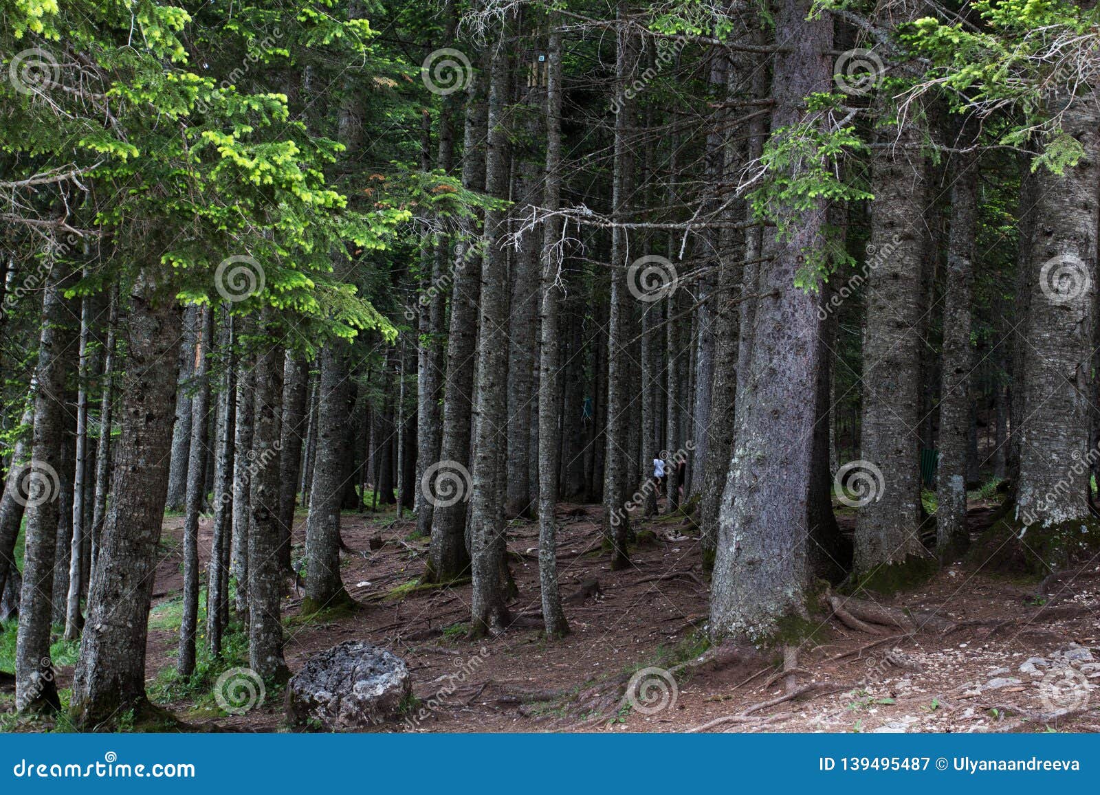 Wild forest in Montenegro stock image. Image of mountain - 139495487