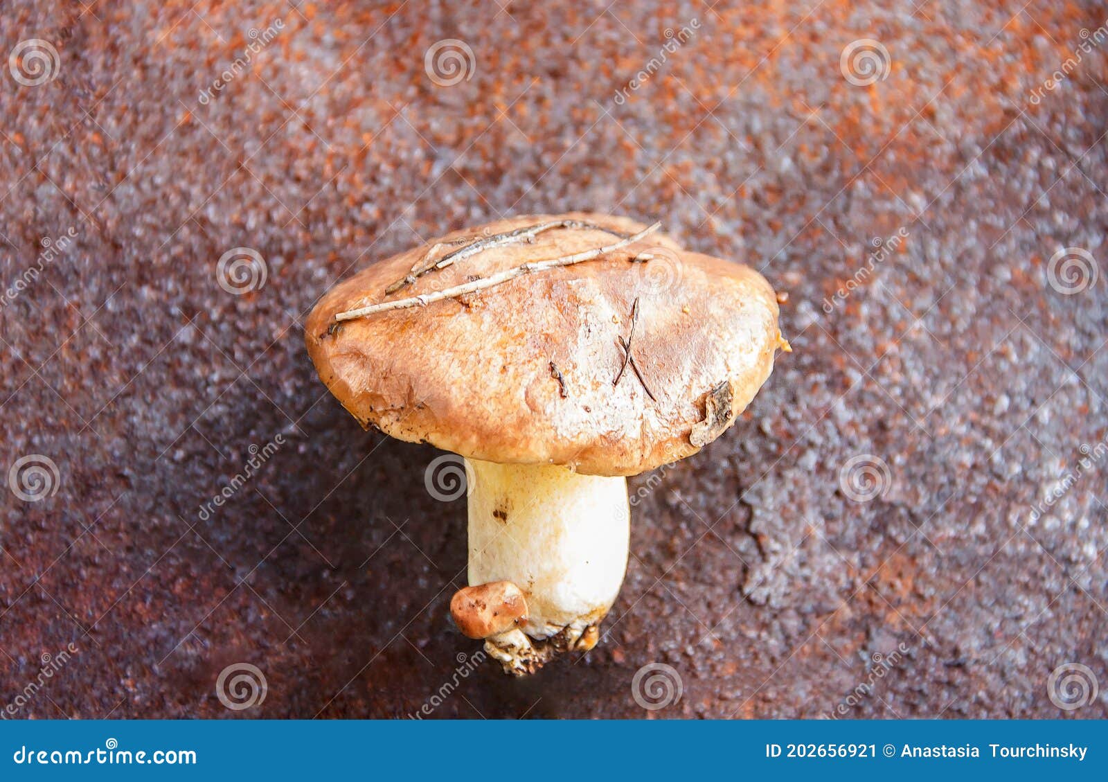 Mushroom on a Rusted Metal Background Stock Image - Image of background ...