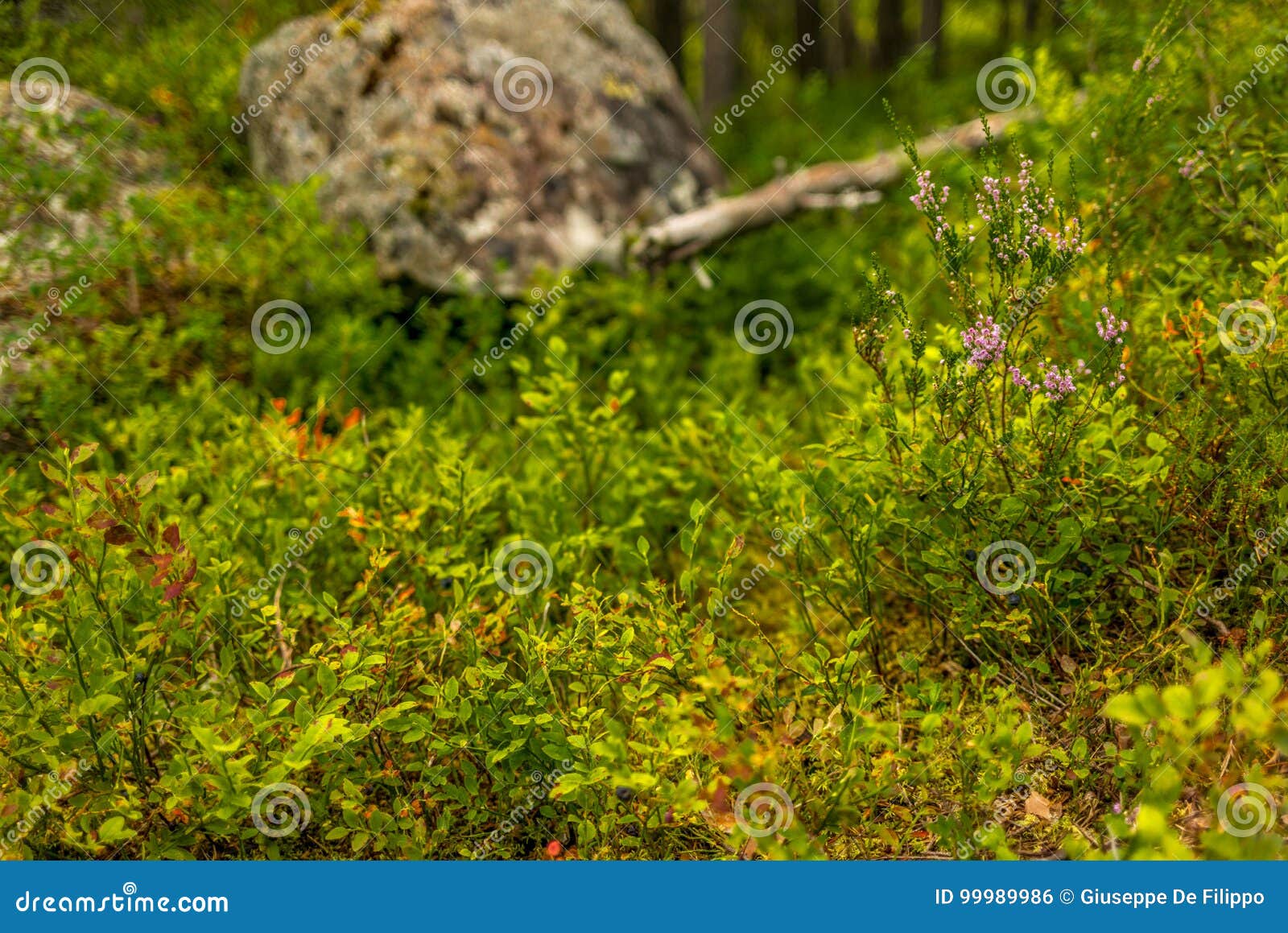 A Wild Forest in a National Park in Norway - 3 Stock Photo - Image of ...