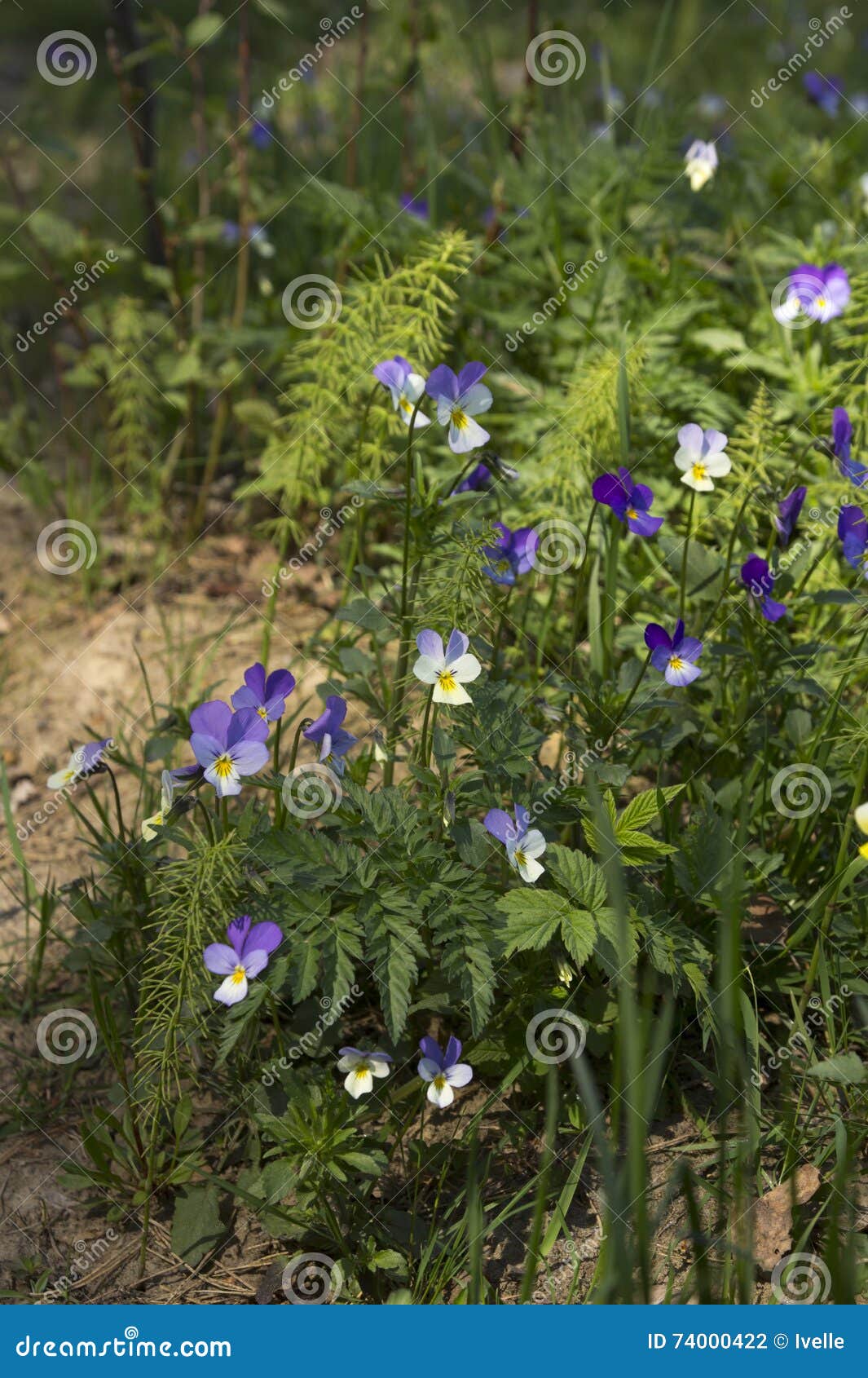 Wild forest pansies stock photo. Image of wildflower - 74000422