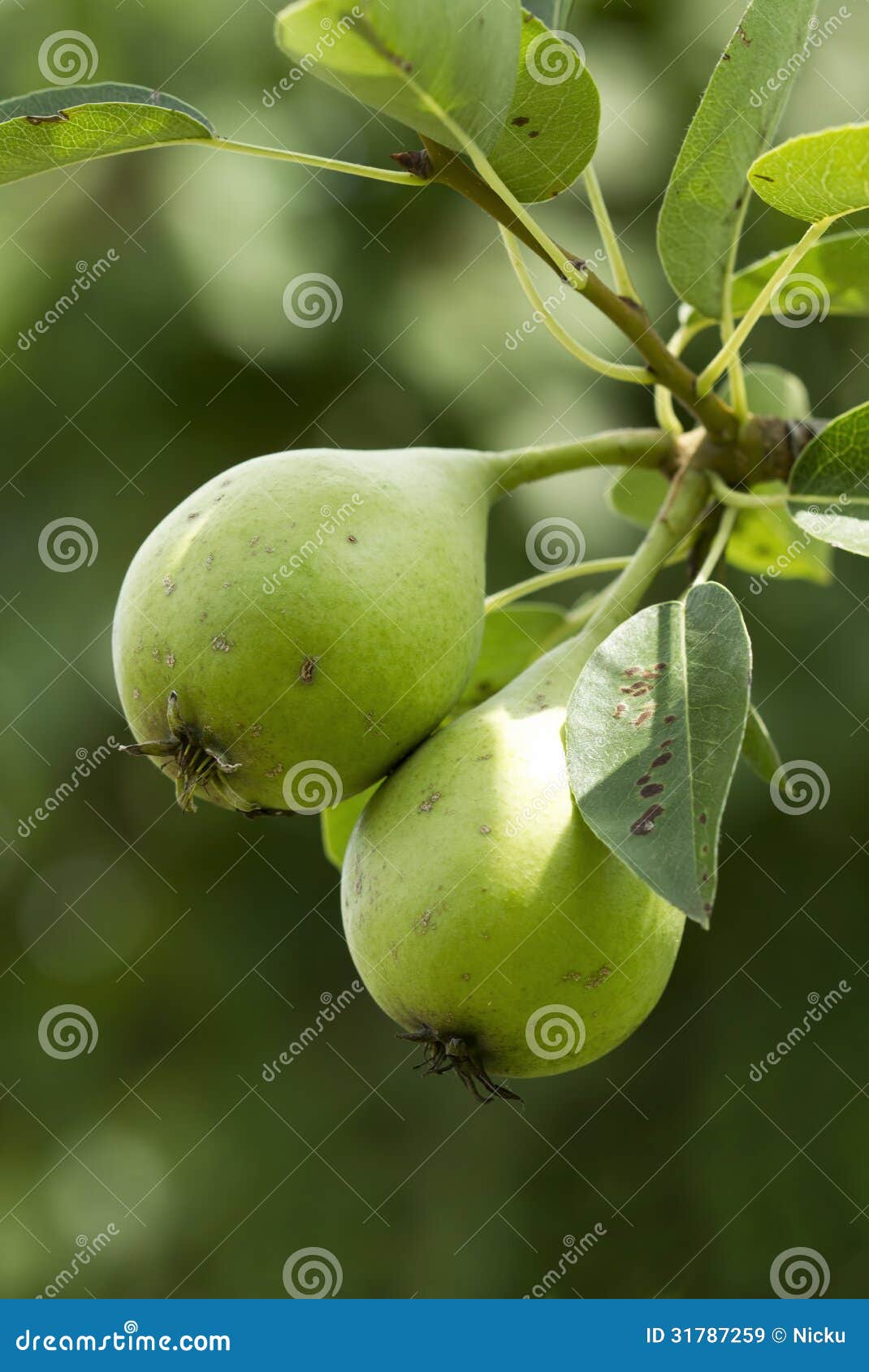 Wild forest pears stock image. Image of type, nature - 31787259