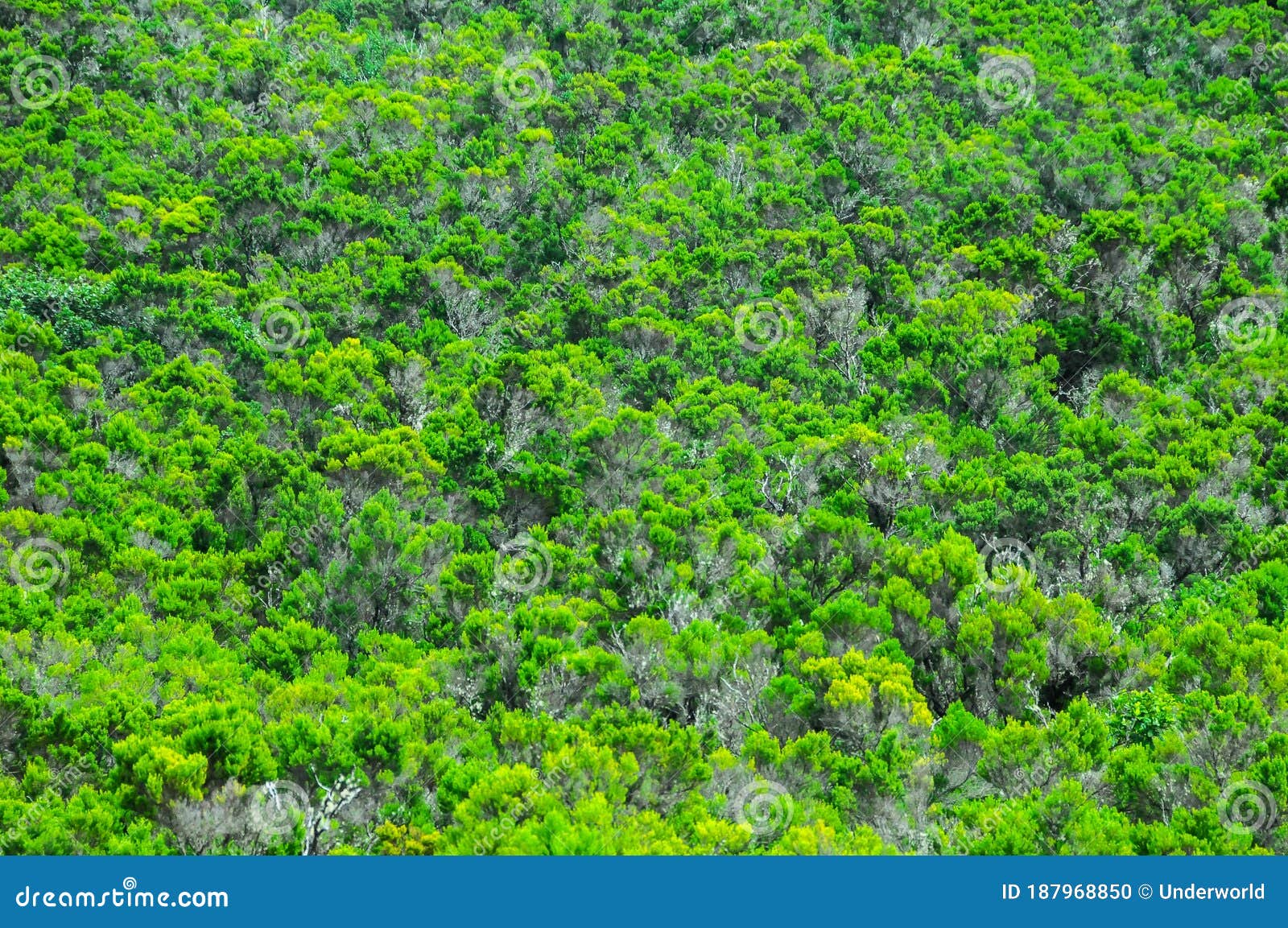 Wild Forest Pine Tree Leaves Texture Stock Photo - Image of canary ...