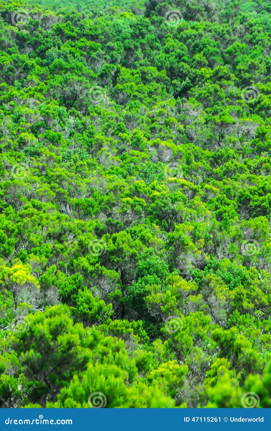 Wild Forest Pine Tree Leaves Texture Stock Image - Image of pattern ...