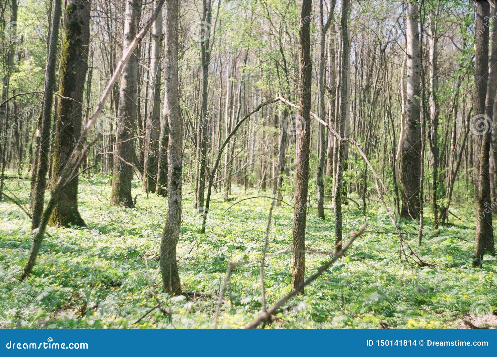 Wild forest stock photo. Image of kremlin, wildflowers - 150141814