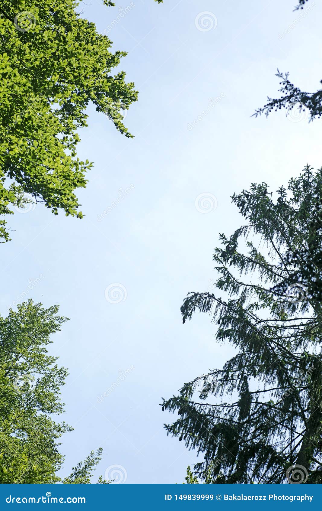 Wild Forest Tree Background 50,6 Megapixels 6480 with 4320 Pixels Stock ...