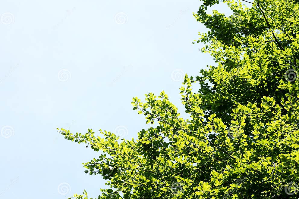 Wild Forest Tree Background 50,6 Megapixels 6480 with 4320 Pixels Stock ...
