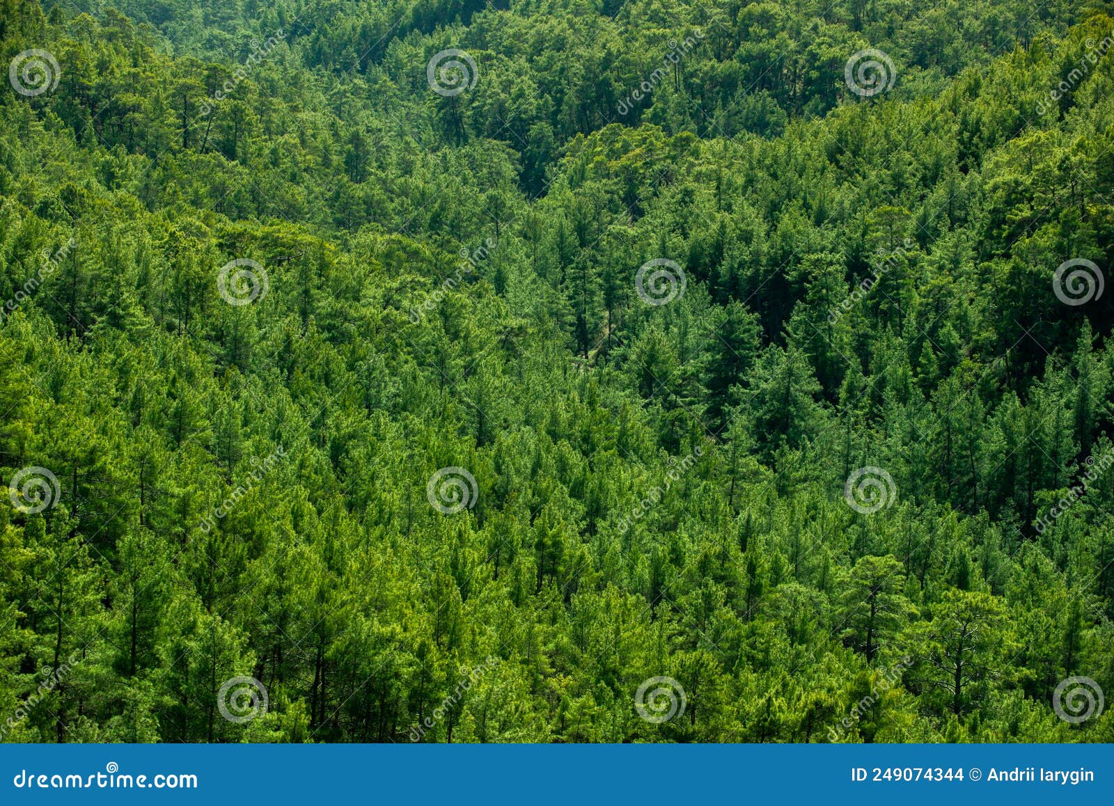 Wild Forest Trees Aerial View Valley National Park Stock Photo - Image ...