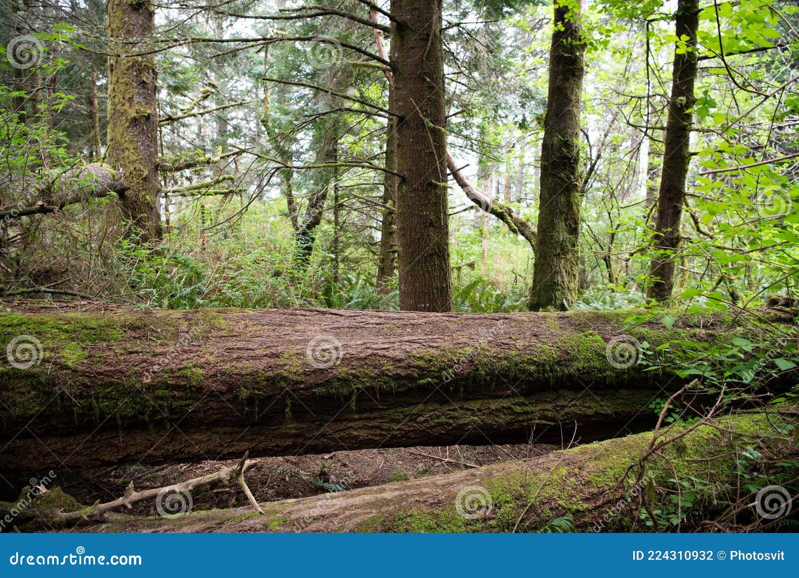 Wild Forest Trees Landscape of Wilderness Landscape, Nature Stock Photo ...