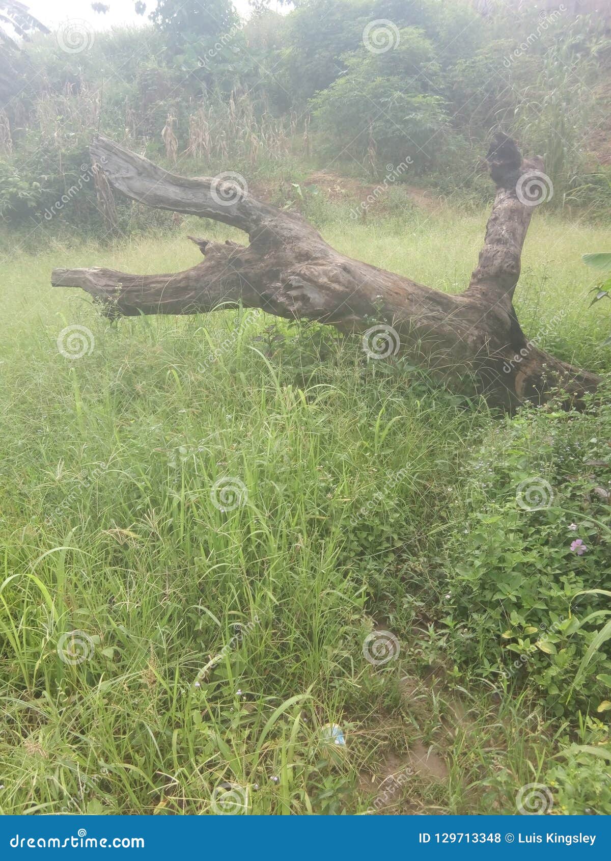 Wild forest stock photo. Image of name, growth, untilled - 129713348